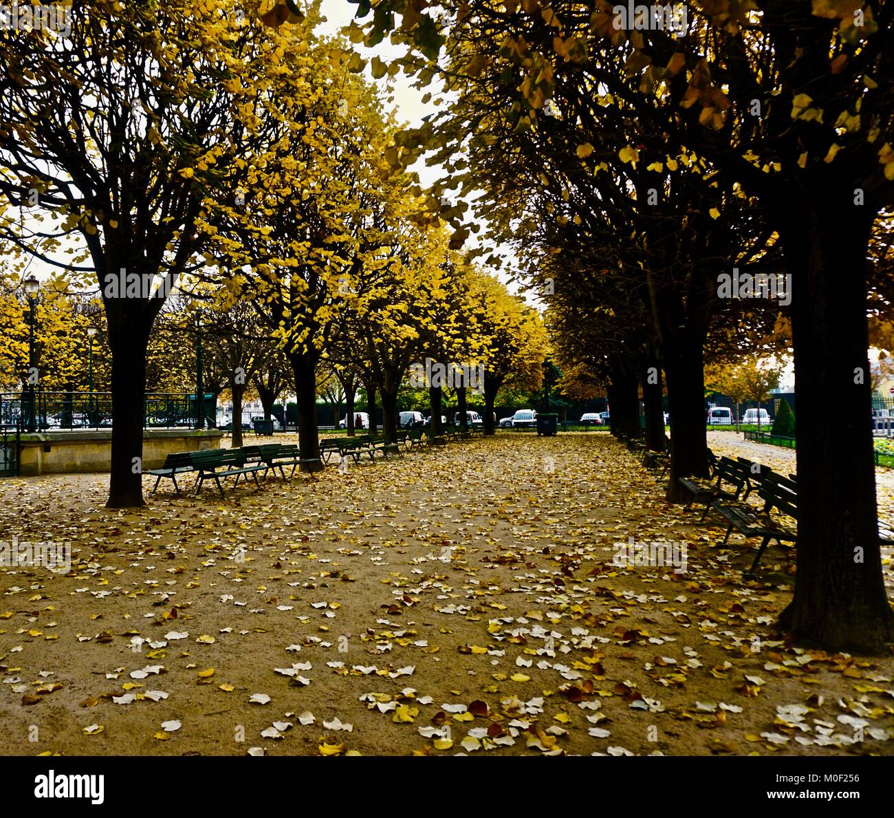 Paris trees leaves hi-res stock photography and images - Alamy