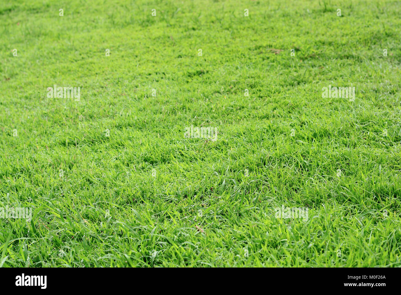 green grass on natural background Stock Photo - Alamy