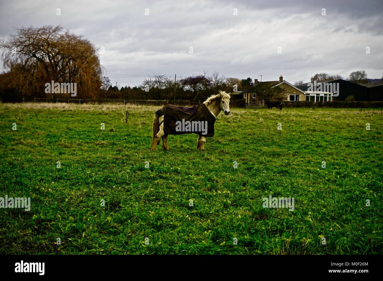 Brumby pony horse hi-res stock photography and images - Alamy