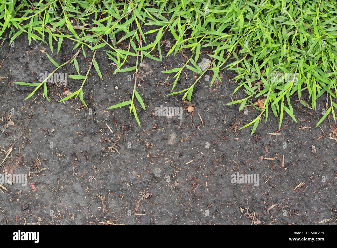 Grass soil game background hi-res stock photography and images - Alamy