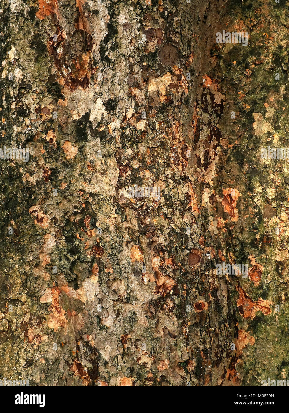 Tree bark texture Stock Photo - Alamy