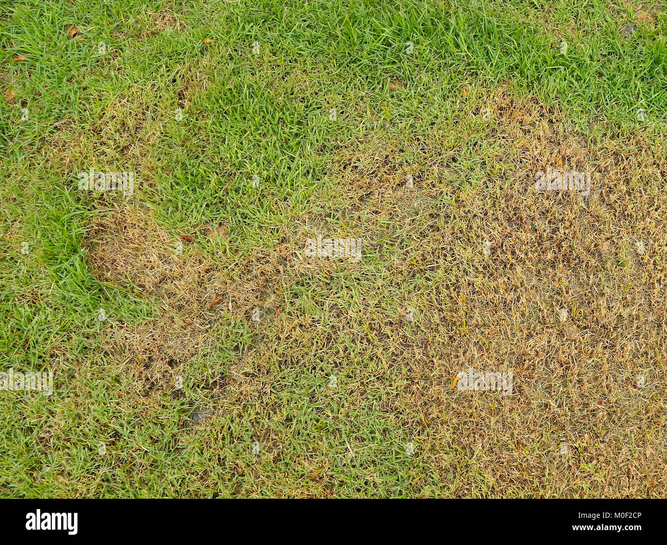 green grass and dry grass Stock Photo - Alamy