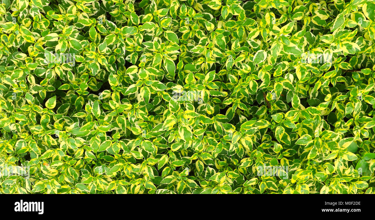 green leaf background Stock Photo - Alamy