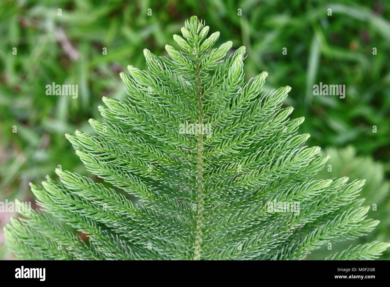 Pine tree closeup in park Stock Photo - Alamy