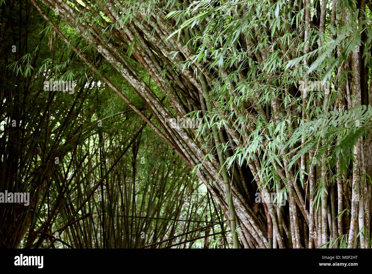 dark Bamboo forest Stock Photo - Alamy