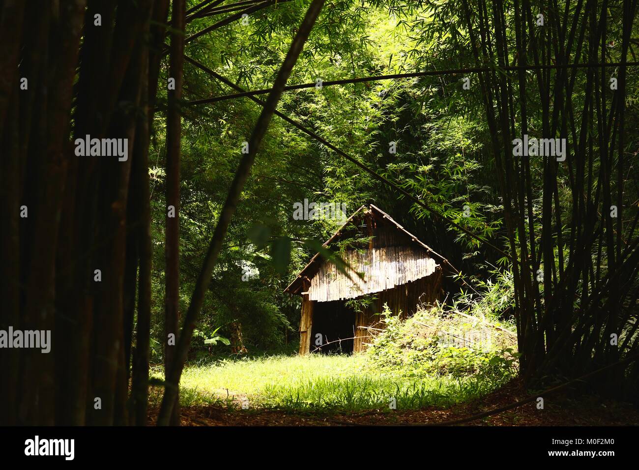old wooden hut in dark bamboo forest Stock Photo - Alamy