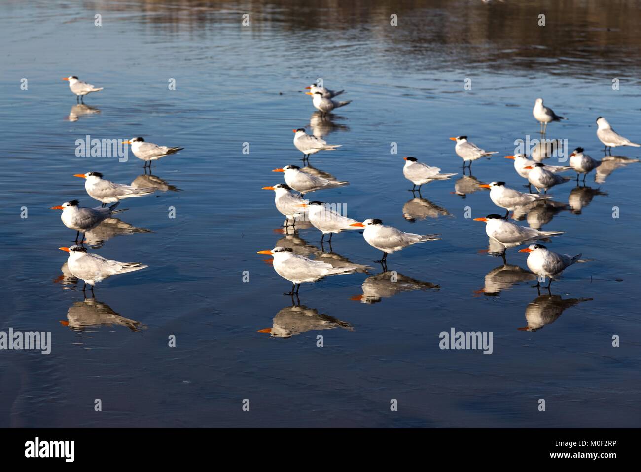 Group of Seagull Birds Watching Low Tide on La Jolla Shores Pacific ...