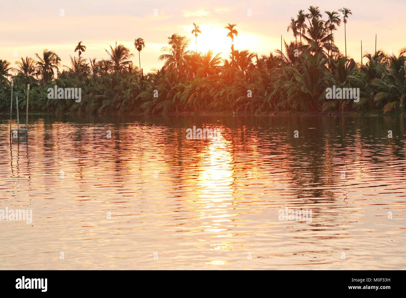 Shrimp tree hi-res stock photography and images - Alamy