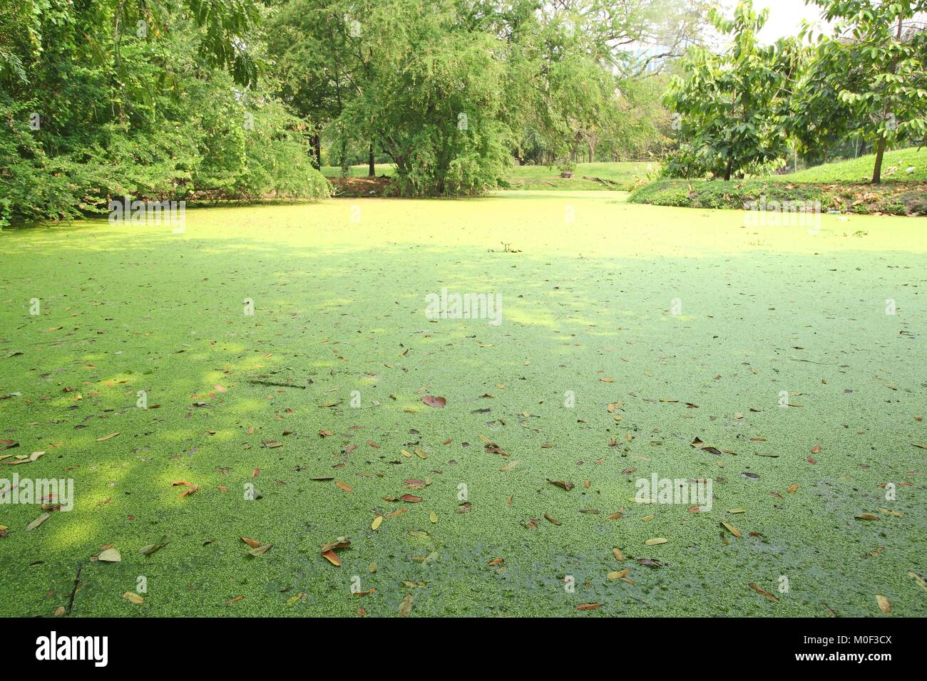 duckweeds on river in the forest Stock Photo - Alamy