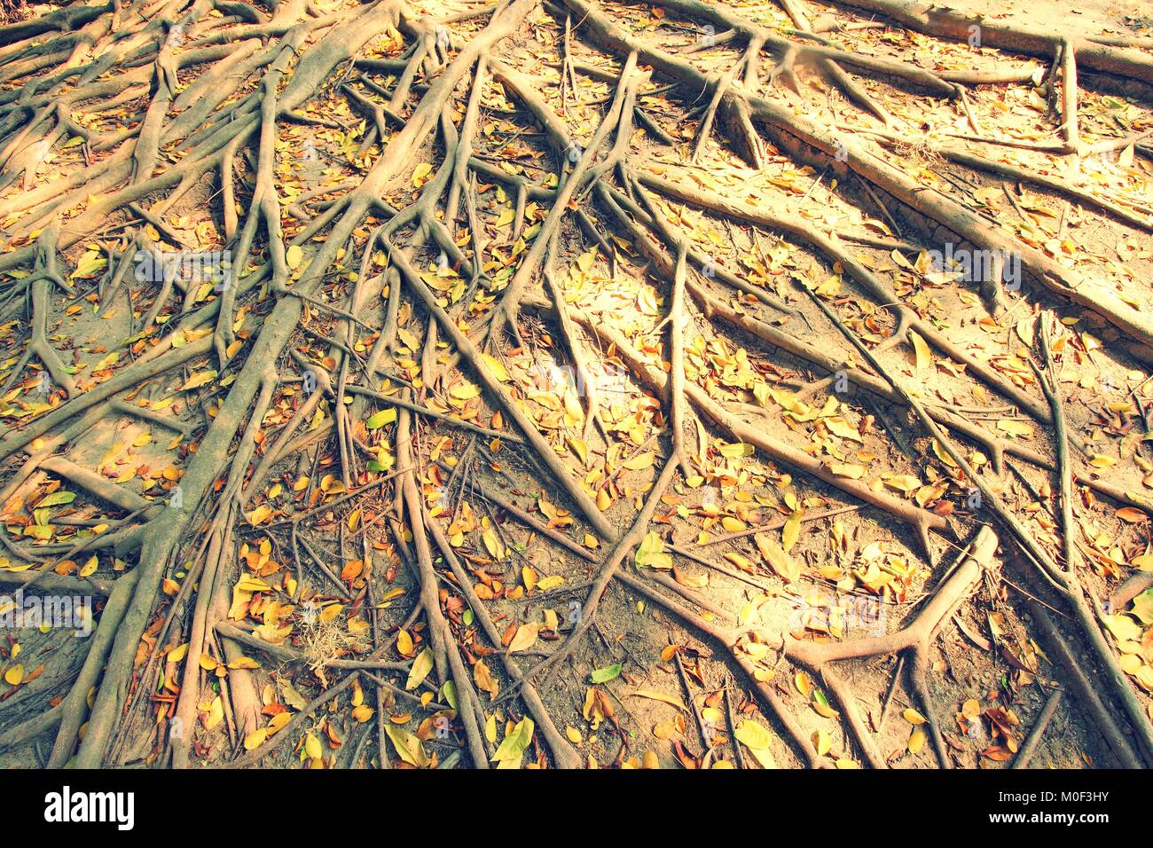 Whole tree and roots hi-res stock photography and images - Alamy