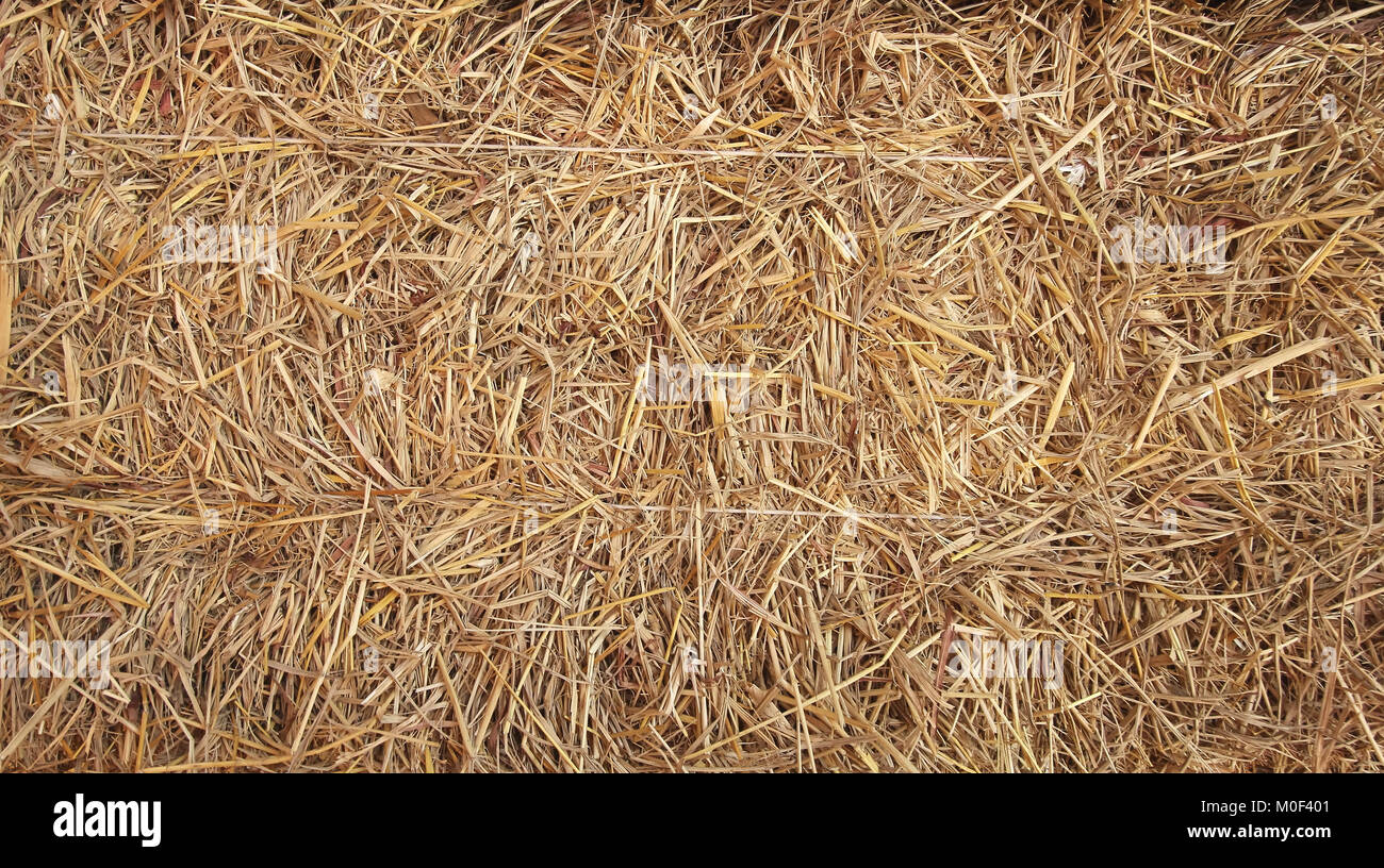 Dry straw background hi-res stock photography and images - Alamy