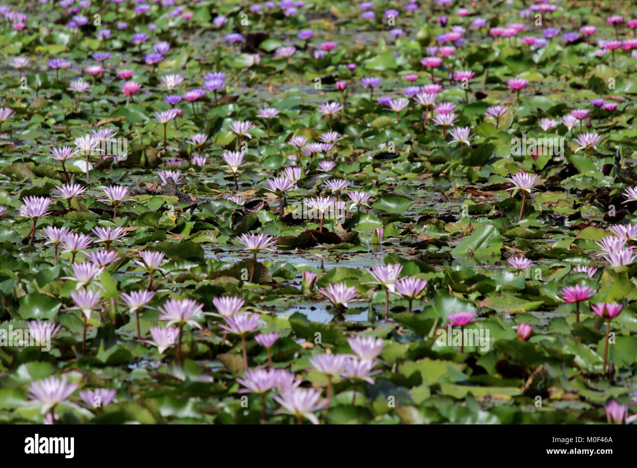 lotus flower, pile of water lily in pond Stock Photo - Alamy