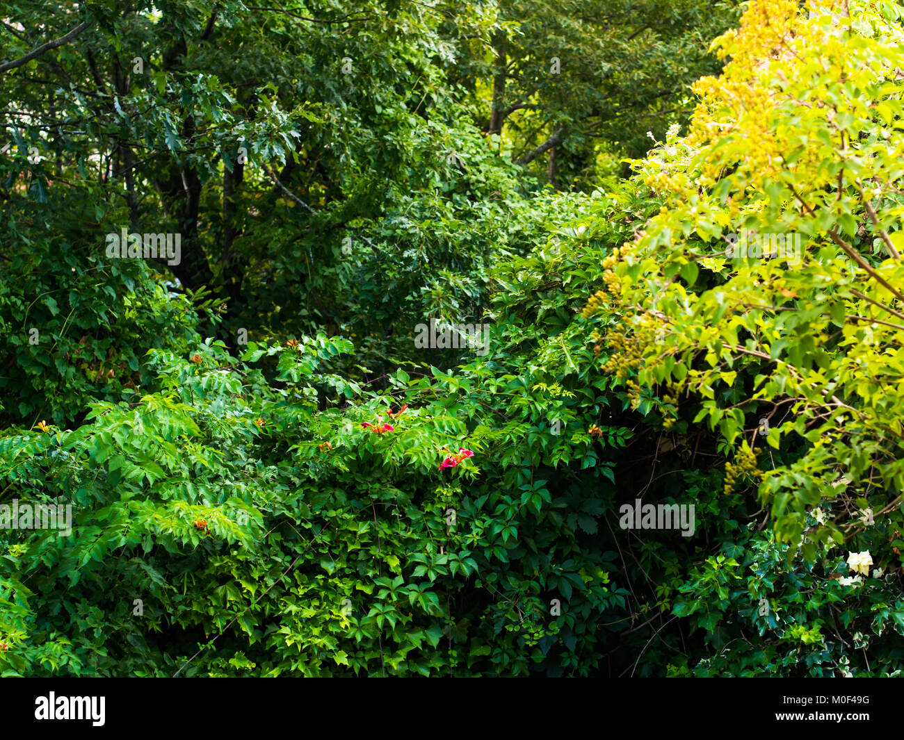 Nature background with green branches in forest Stock Photo - Alamy