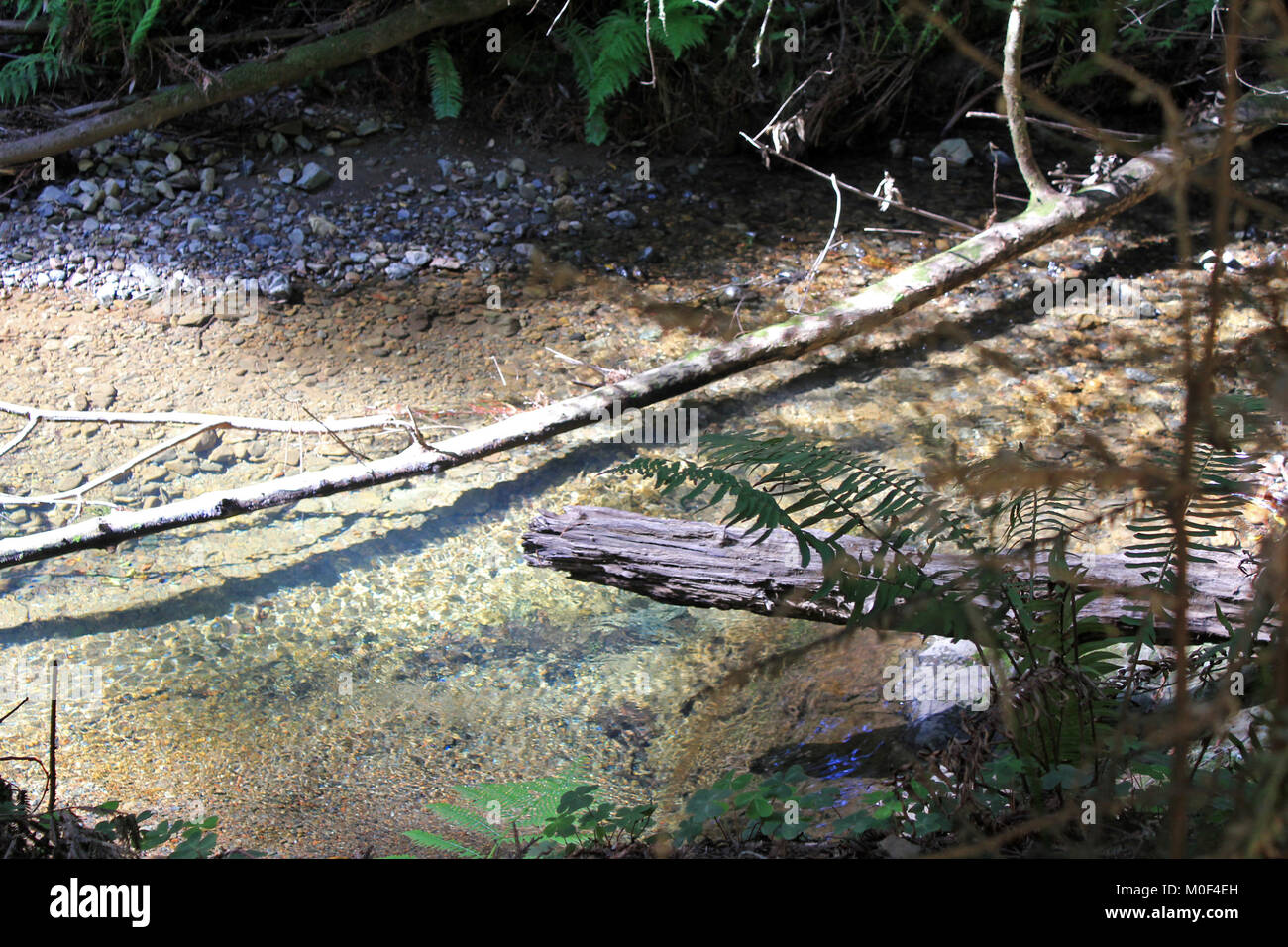 Sunlight and stream plants hi-res stock photography and images - Alamy