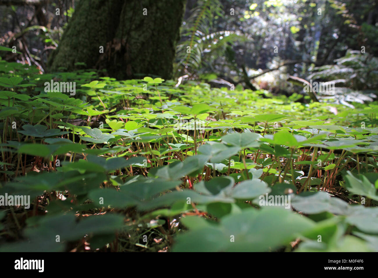 Redwood forest ground growth hi-res stock photography and images - Alamy