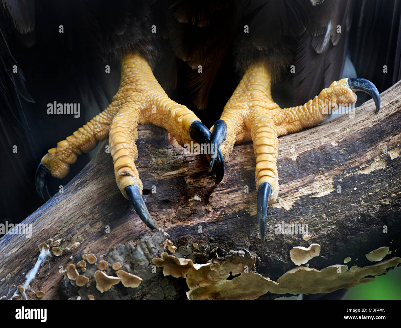 Feet with claws hi-res stock photography and images - Alamy