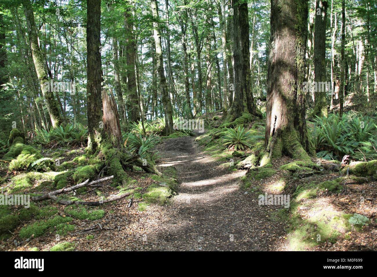 New Zealand forest - Kepler Track hiking trail Stock Photo - Alamy