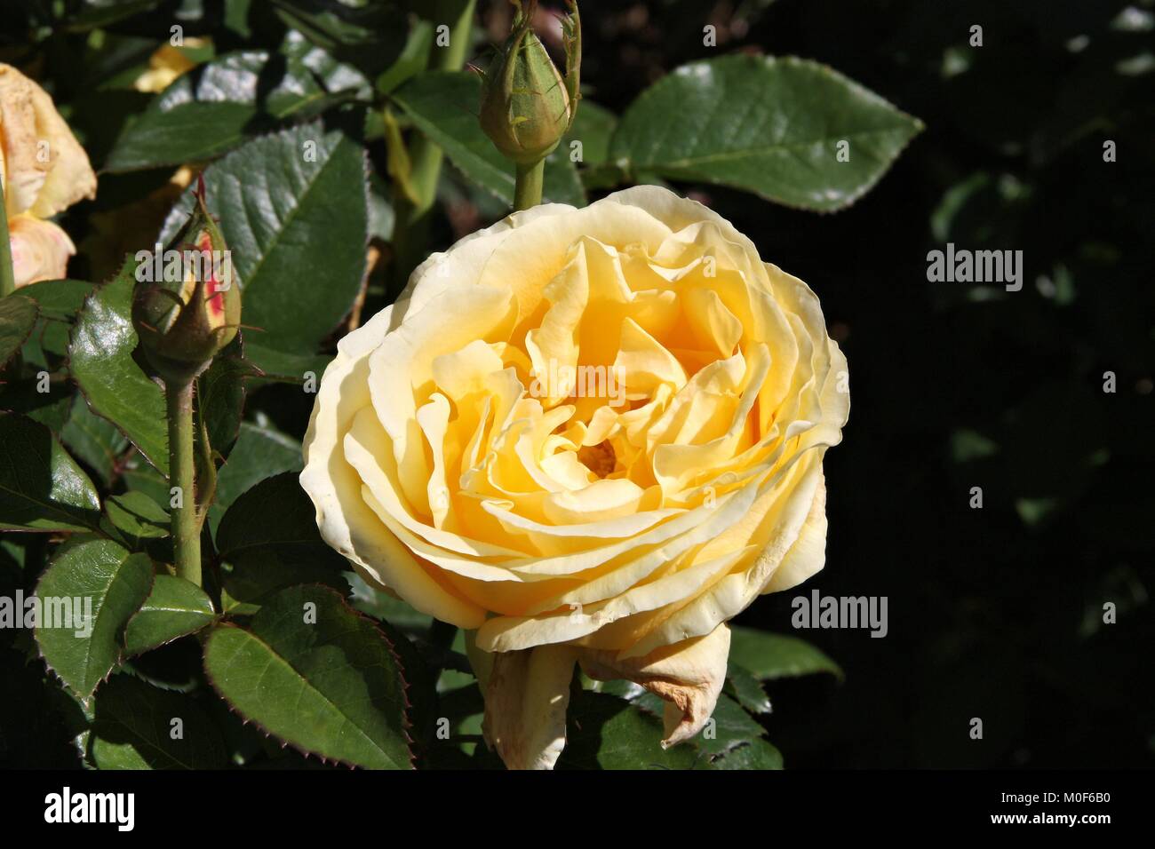 Rosa Glorious Interictira - hybrid tea rose variety at Christchurch ...