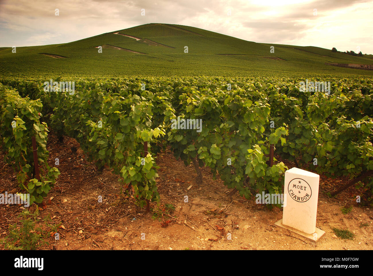 Moet and Chandon Champagne Vineyards, Champagne Region, France Stock ...