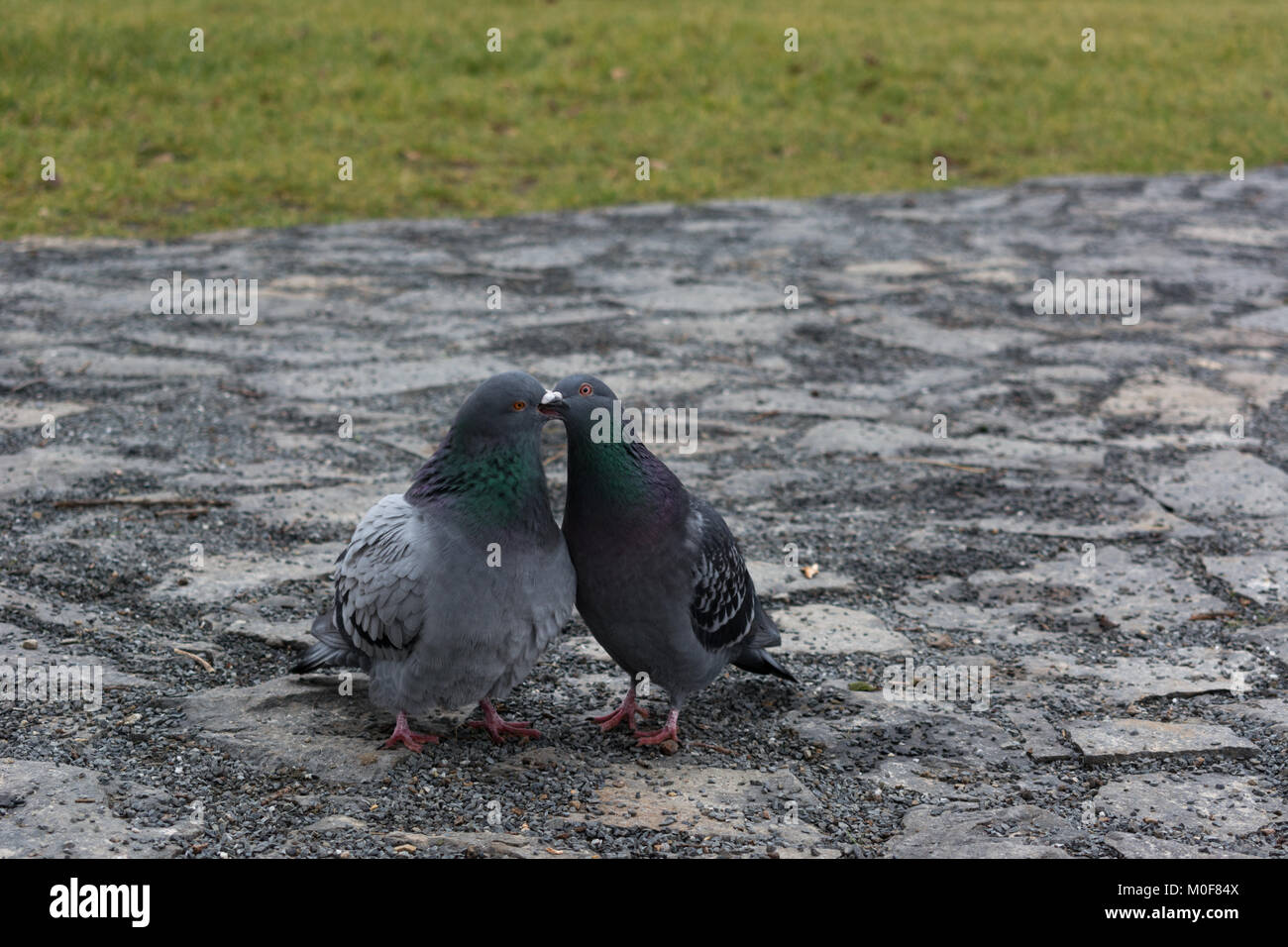 Two pigeons dancing Stock Photo - Alamy