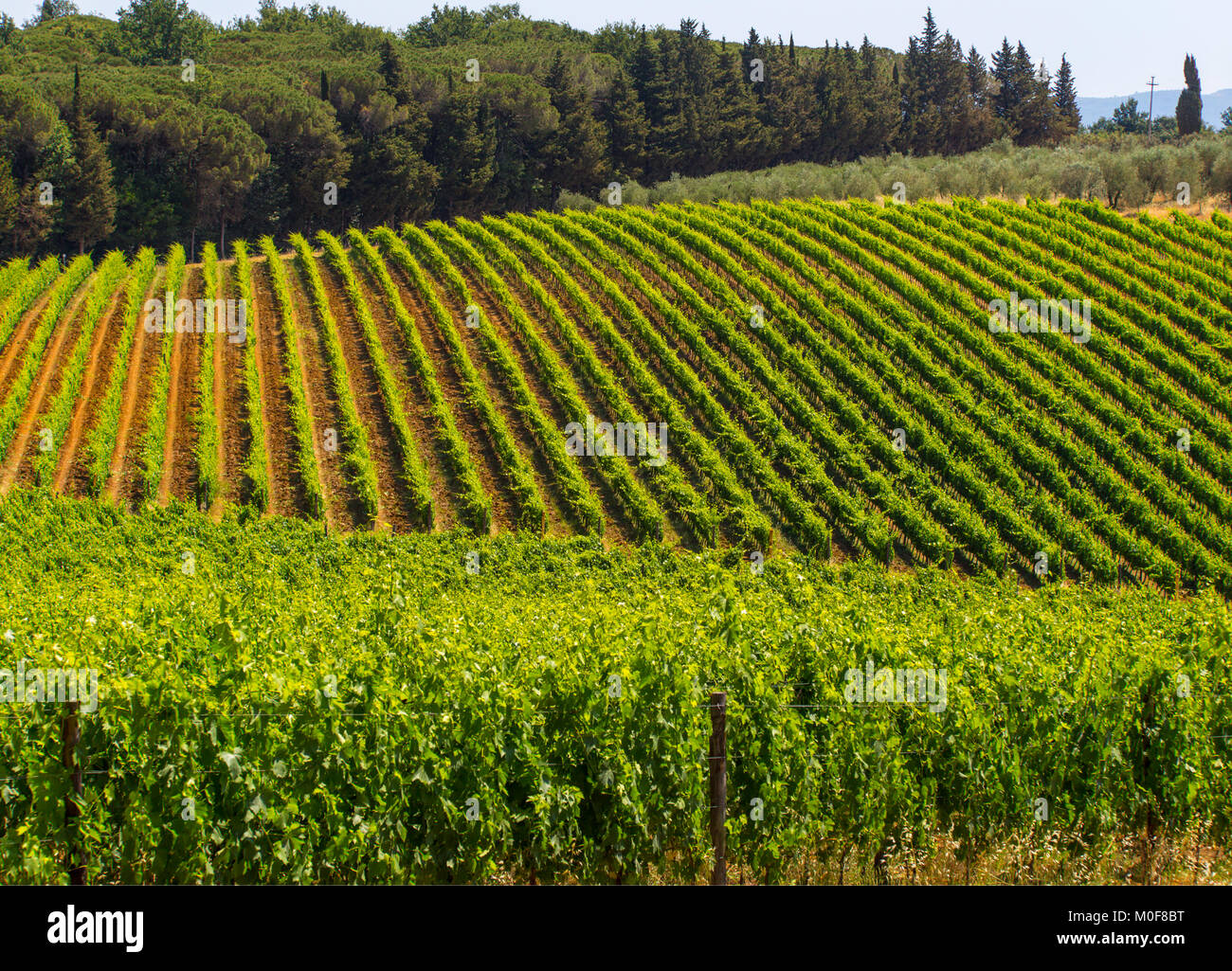 Italy grapevines hi-res stock photography and images - Alamy