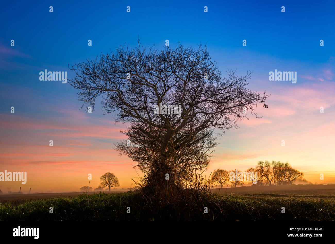 A tree in Winter backlit by a setting sun Stock Photo - Alamy