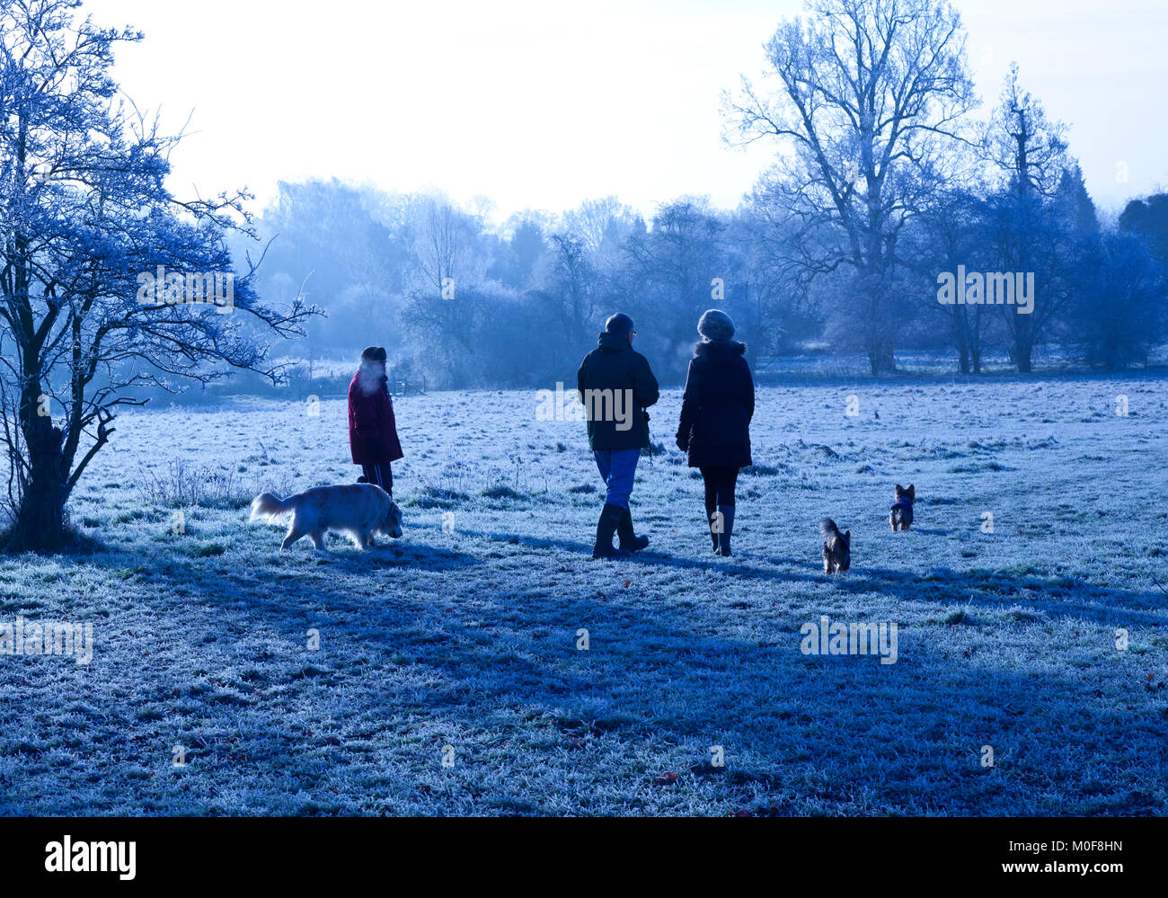 Freezing morning walk with dogs Stock Photo - Alamy