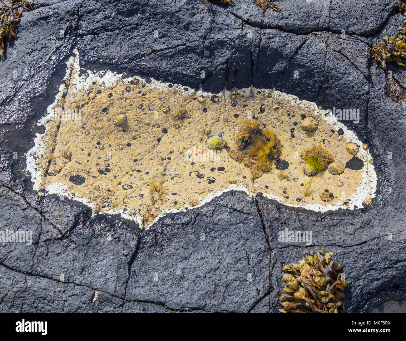 Tidal pool rock hi-res stock photography and images - Alamy