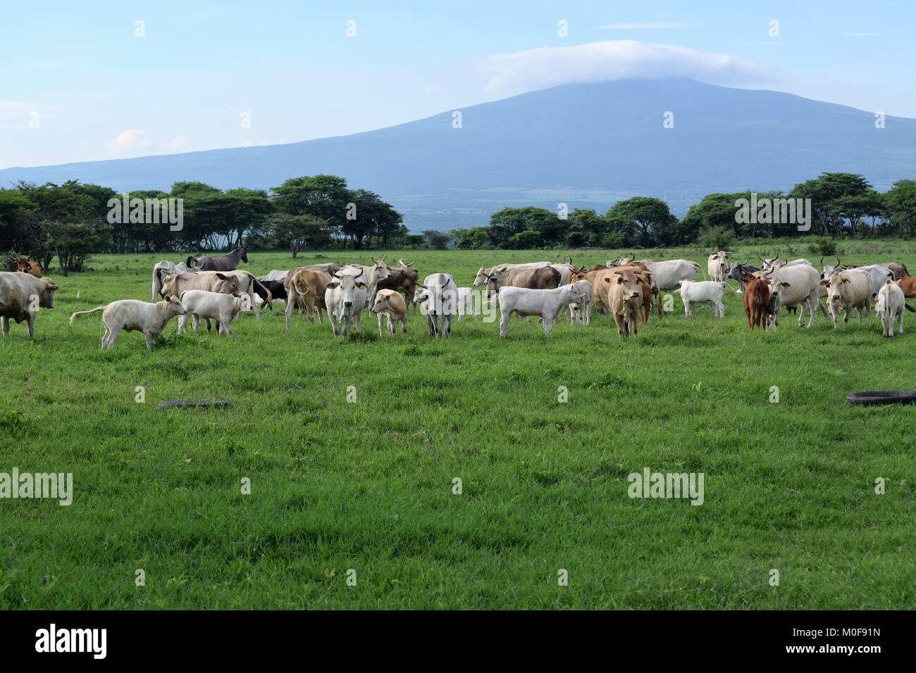 Cows roaming my ranch in Mexico Stock Photo - Alamy