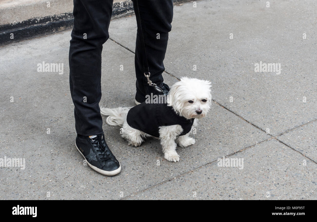 A young Bichon Frise in a navy vest on a lease between its owner's feet ...