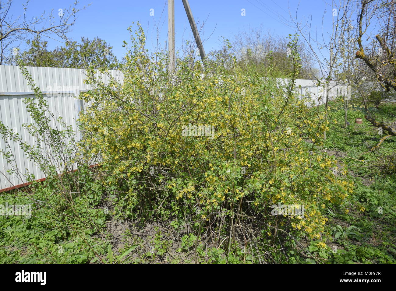 Flowering currant bush gold. Spring flowering garden berries Stock ...