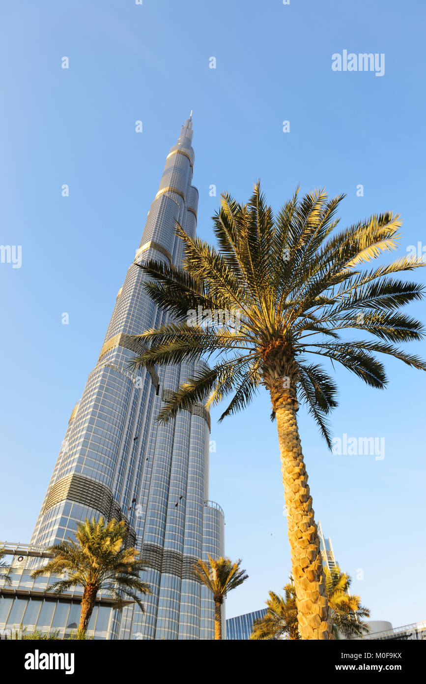 Worlds tallest trees hi-res stock photography and images - Alamy
