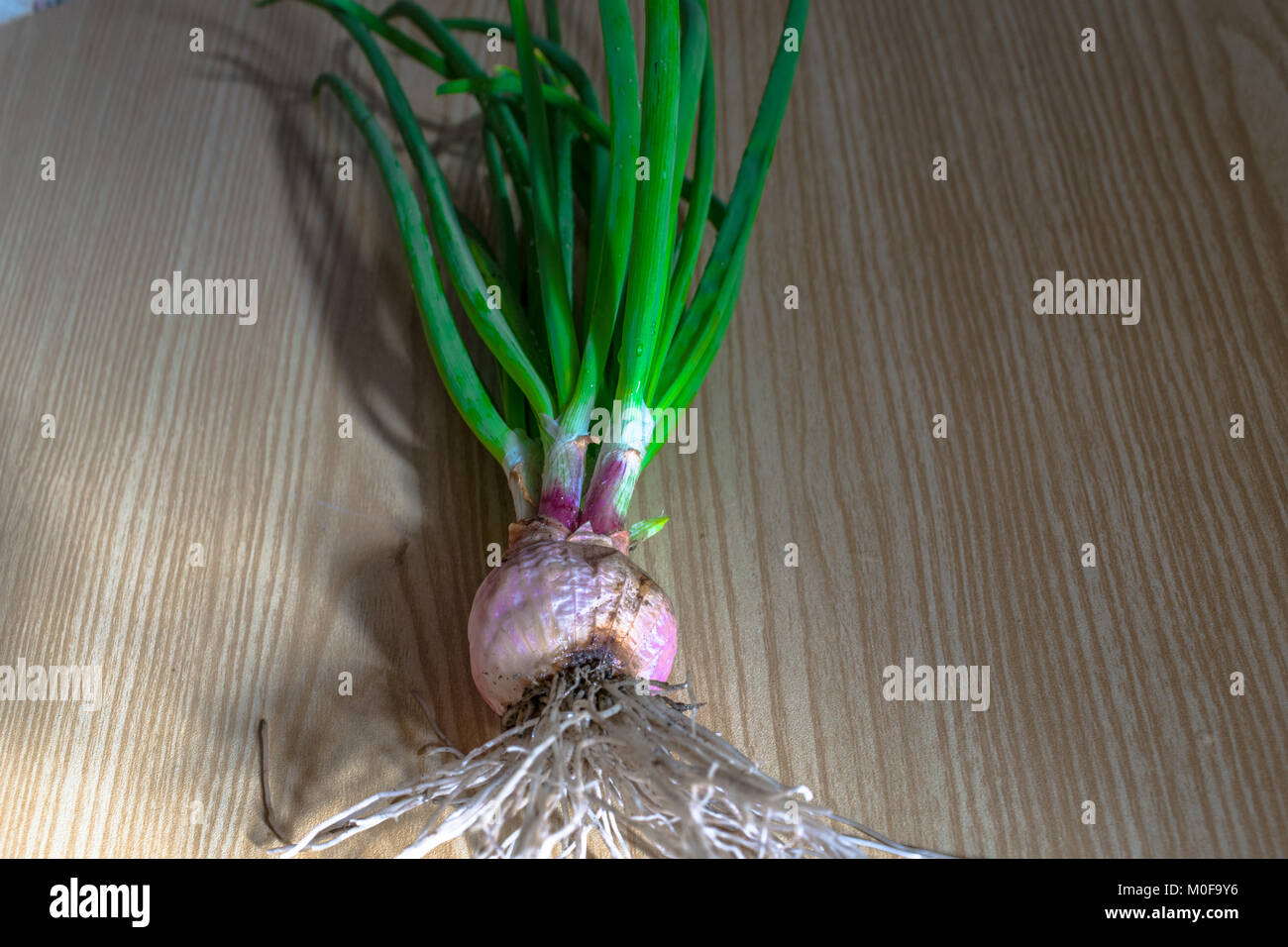 Closeup on spring onion roots hi-res stock photography and images - Alamy