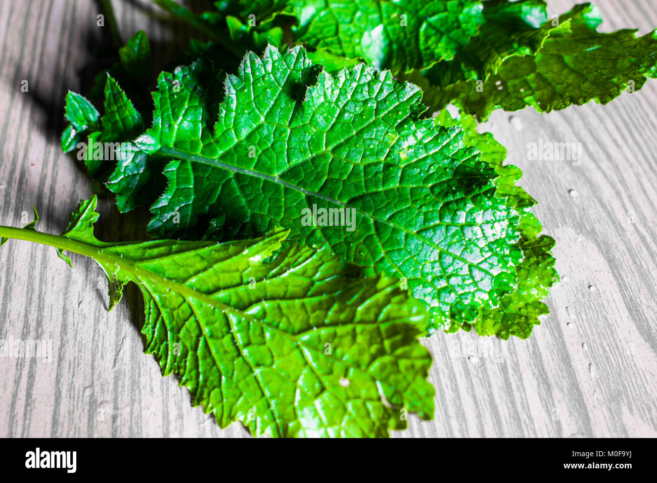 Mustard Leaves High Resolution Stock Photography and Images - Alamy