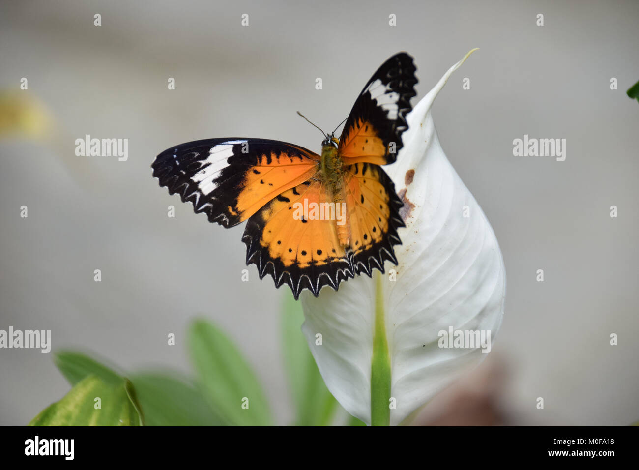 Leopard Lacewing butterfly, Hoi An, Vietnam Stock Photo - Alamy