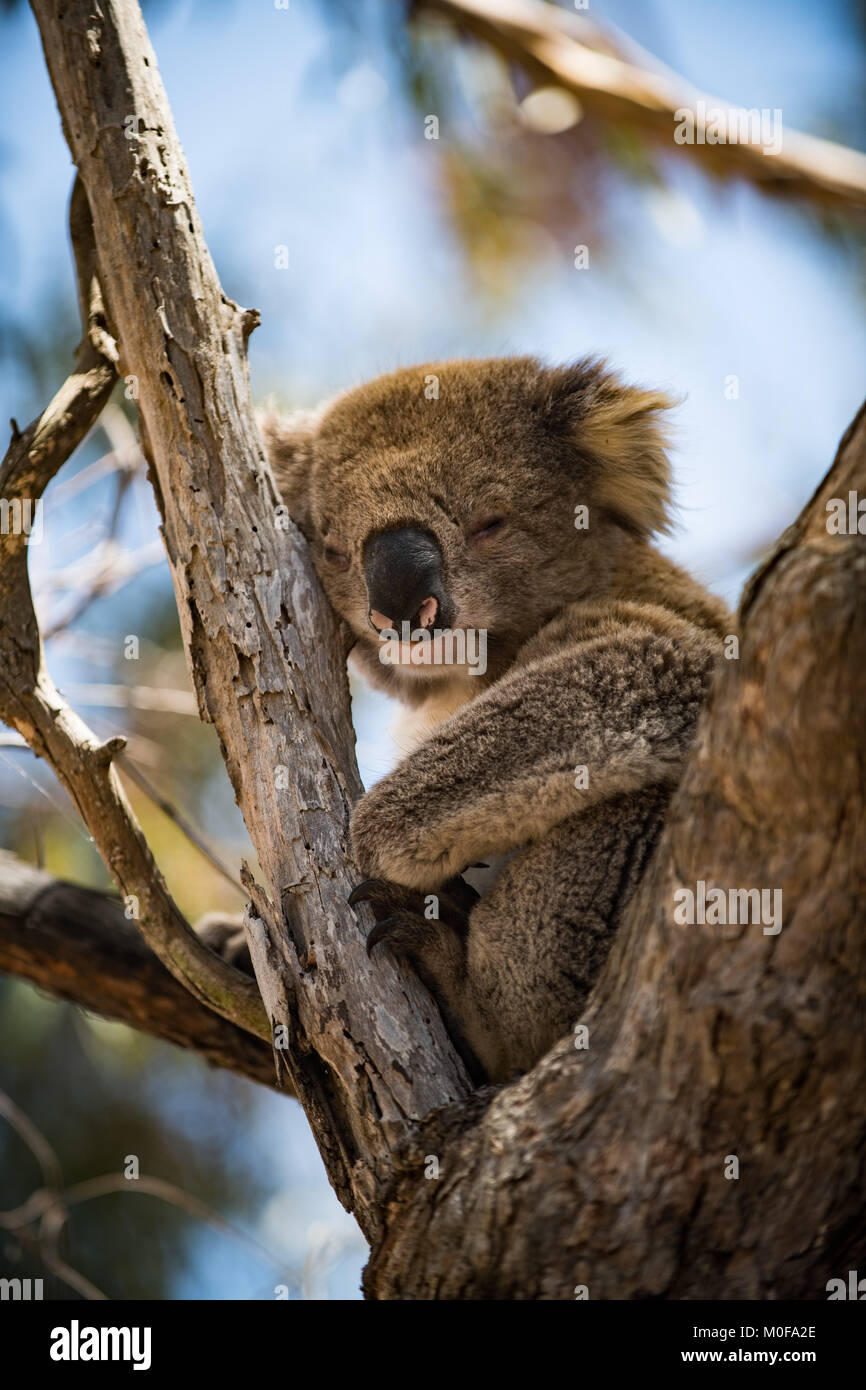 Koalas climbing and sleeping on eucalyptus trees on Australia's Raymond ...