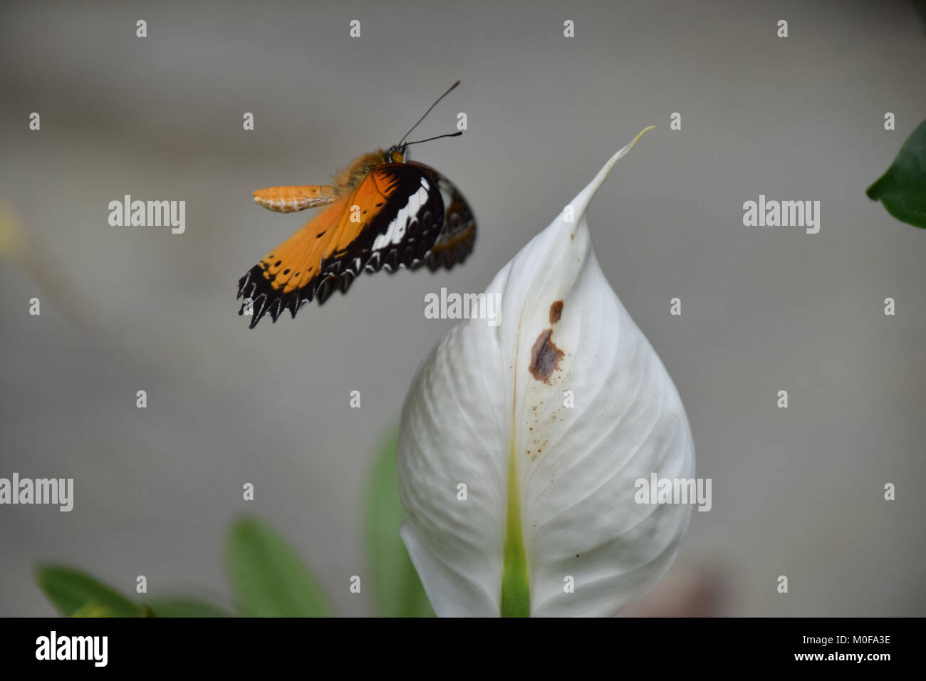 Leopard Lacewing butterfly, Hoi An, Vietnam Stock Photo - Alamy