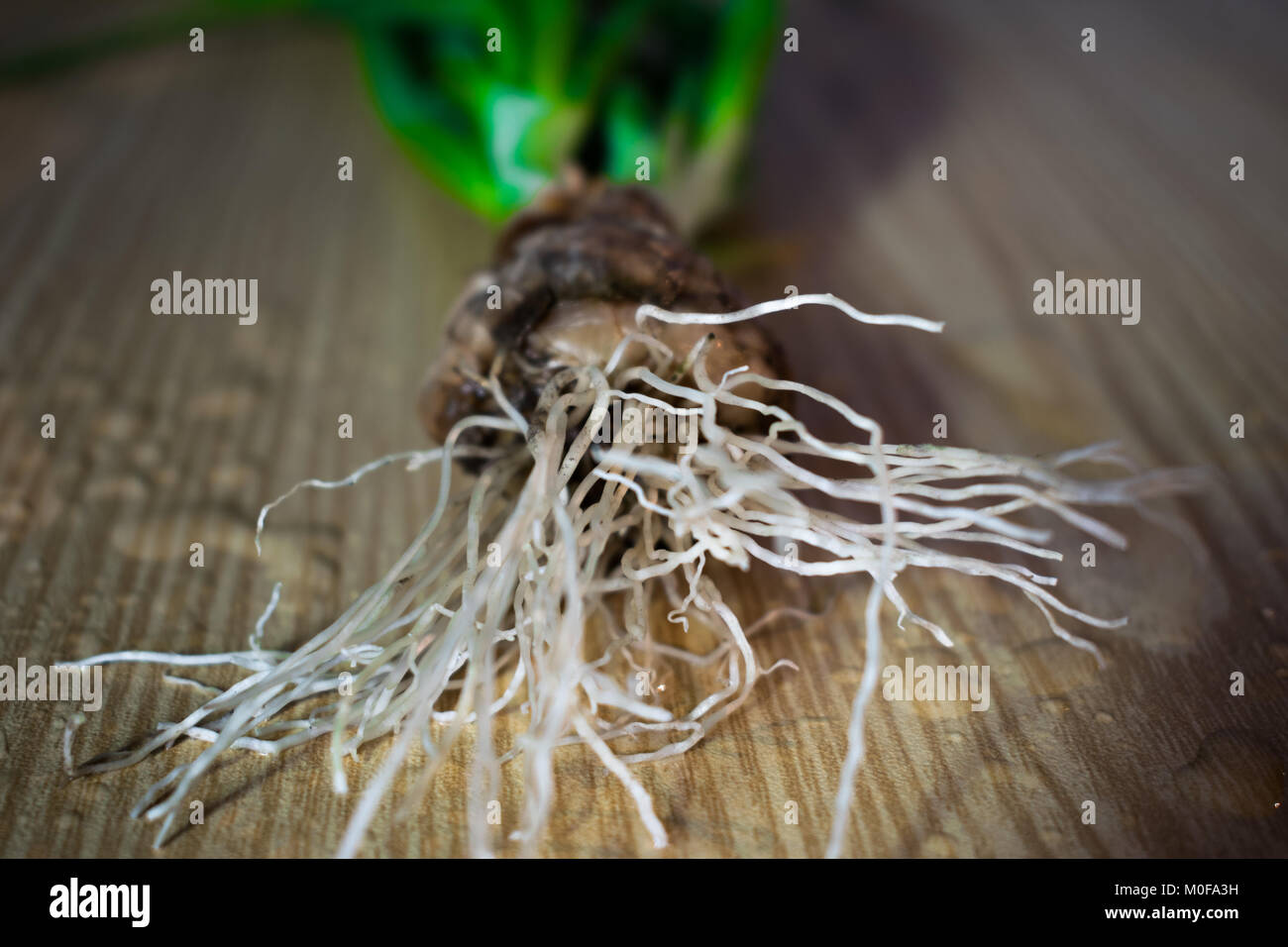 Closeup on spring onion roots hi-res stock photography and images - Alamy