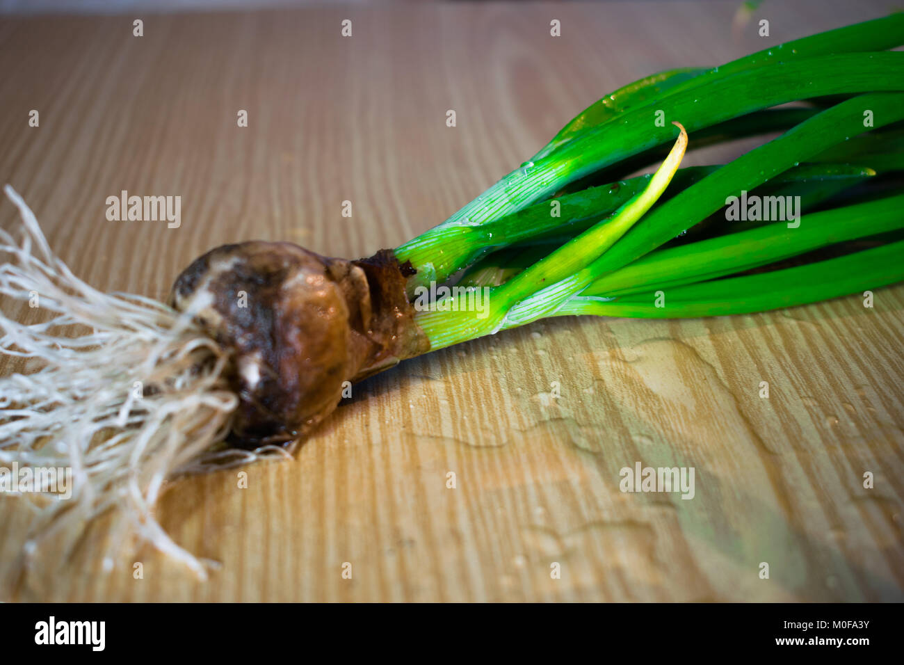 closeup of white roots of an onion kept on a wooden table Stock Photo ...