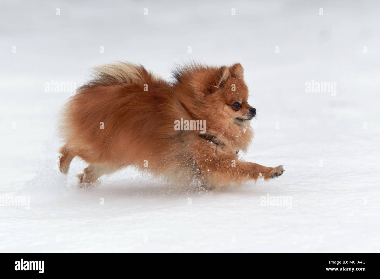 Baby pomeranian spitz playing hi-res stock photography and images - Alamy
