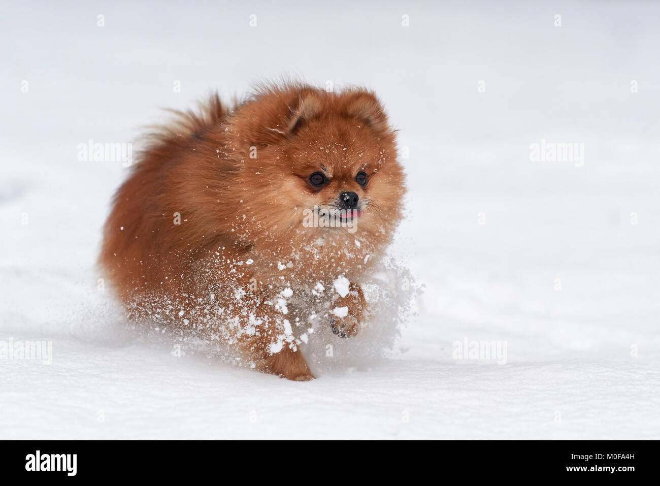 Baby pomeranian spitz playing in winter day Stock Photo - Alamy