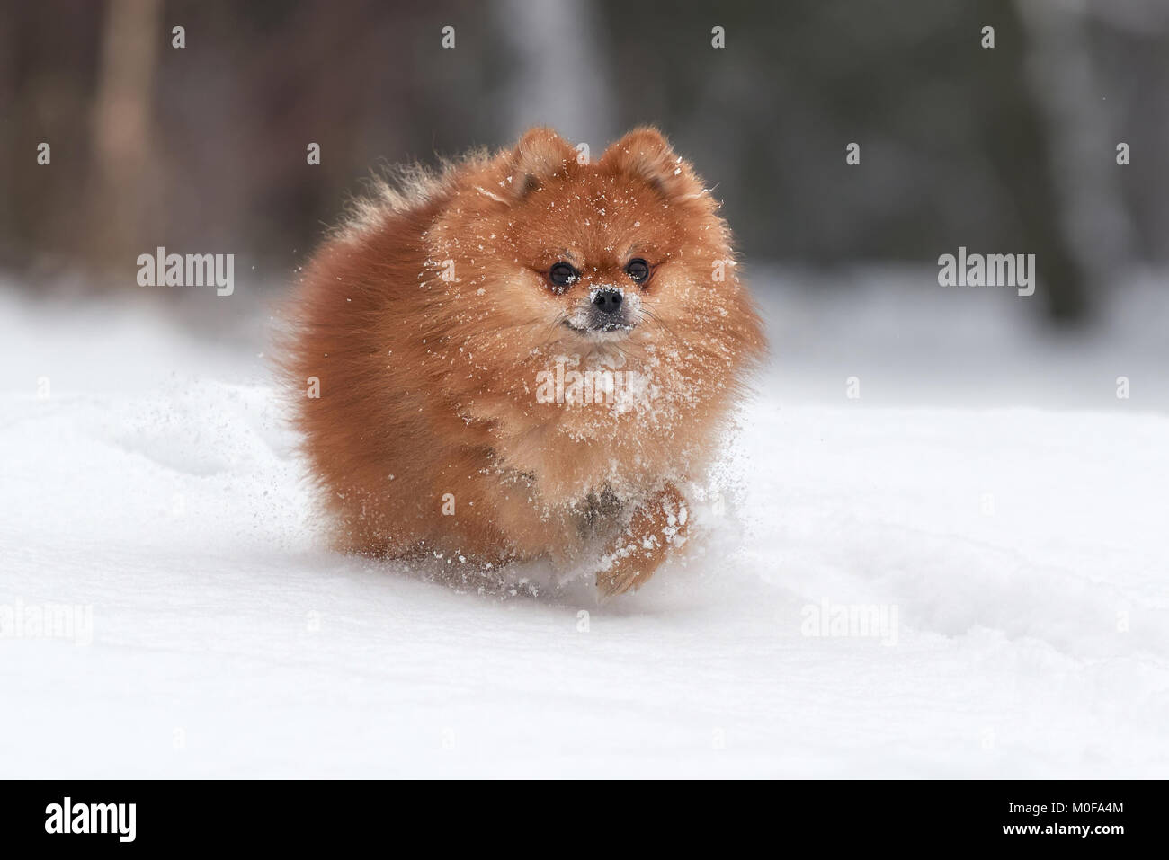 Baby pomeranian spitz playing hi-res stock photography and images - Alamy