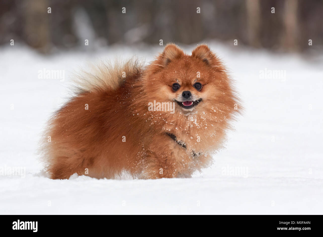 Baby pomeranian spitz playing in winter day Stock Photo - Alamy