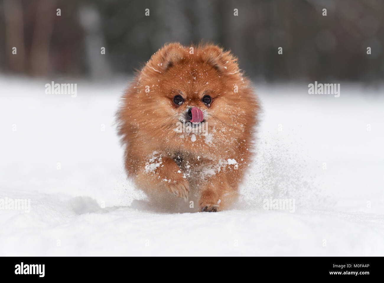 Baby pomeranian spitz playing hi-res stock photography and images - Alamy