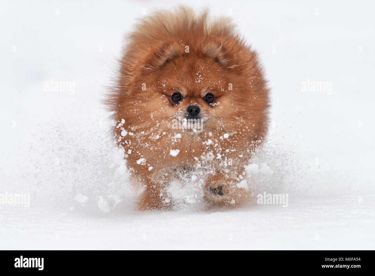 Baby pomeranian spitz playing hi-res stock photography and images - Alamy