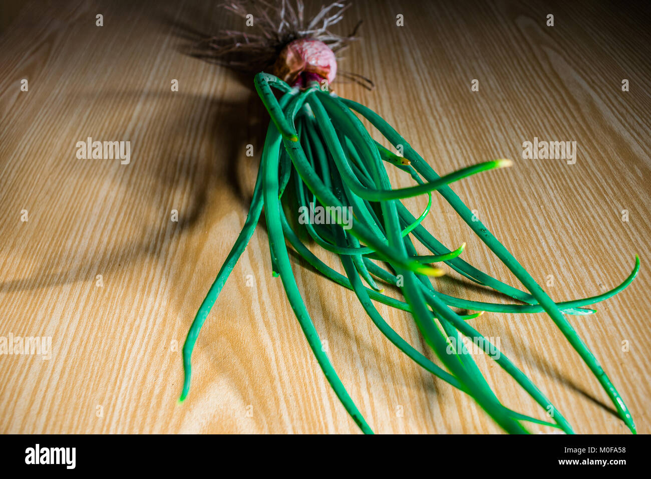 Closeup on spring onion roots hi-res stock photography and images - Alamy