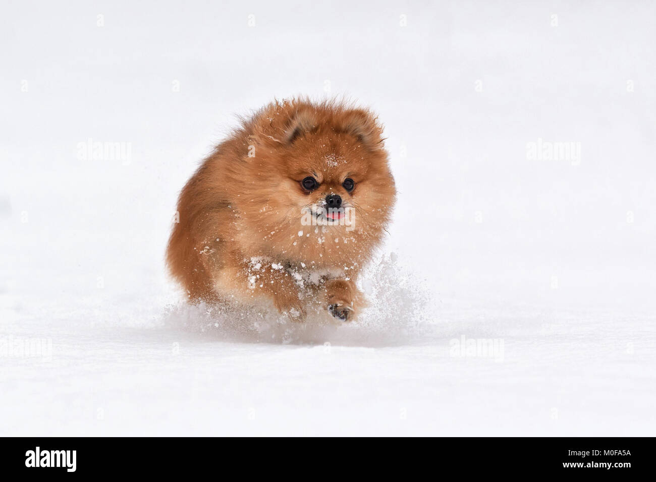 Baby pomeranian spitz playing hi-res stock photography and images - Alamy