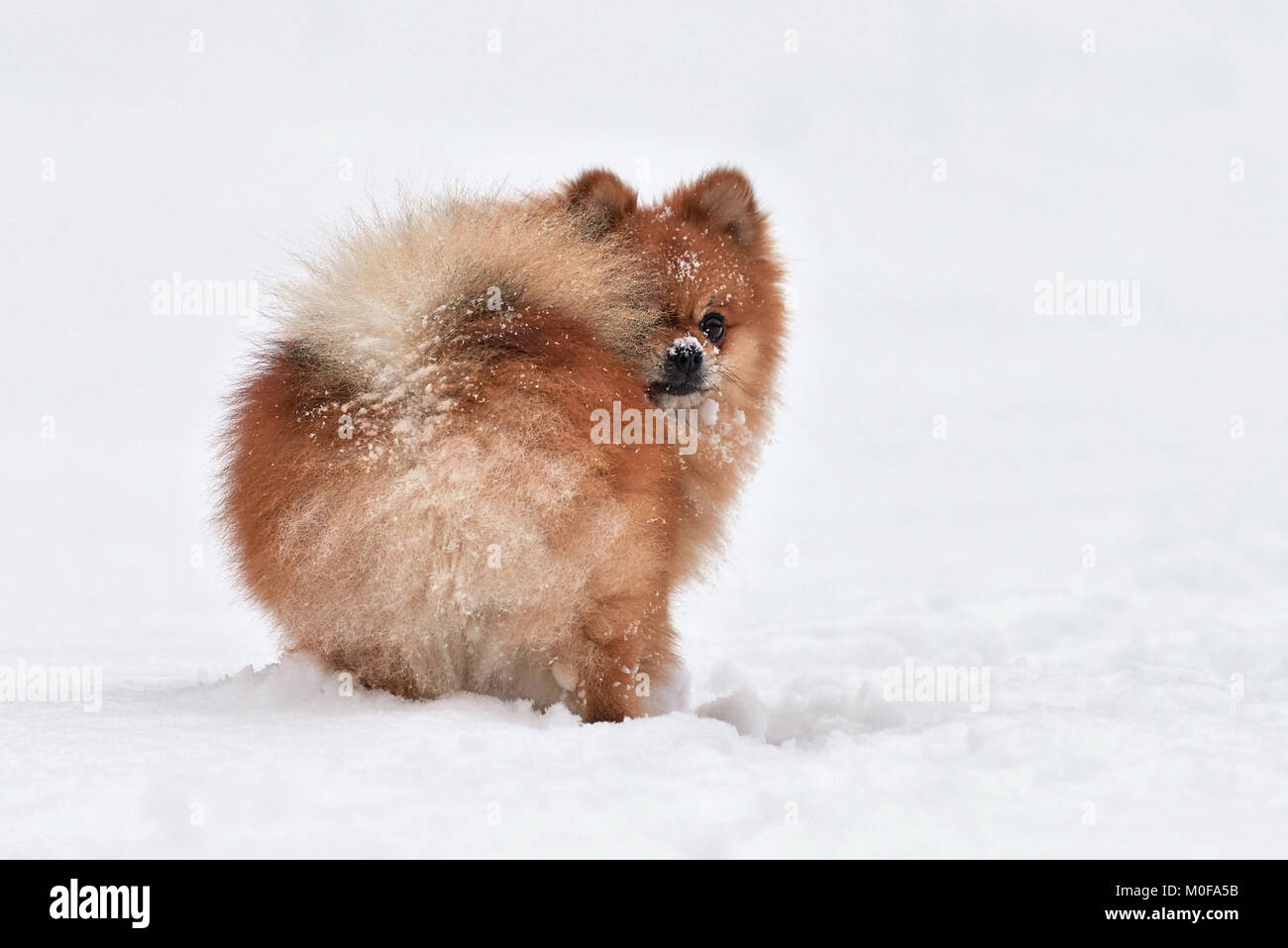 Baby pomeranian spitz playing hi-res stock photography and images - Alamy