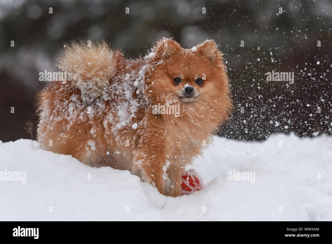 Baby pomeranian spitz playing hi-res stock photography and images - Alamy