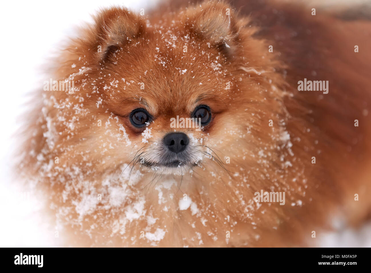 Baby pomeranian spitz playing hi-res stock photography and images - Alamy